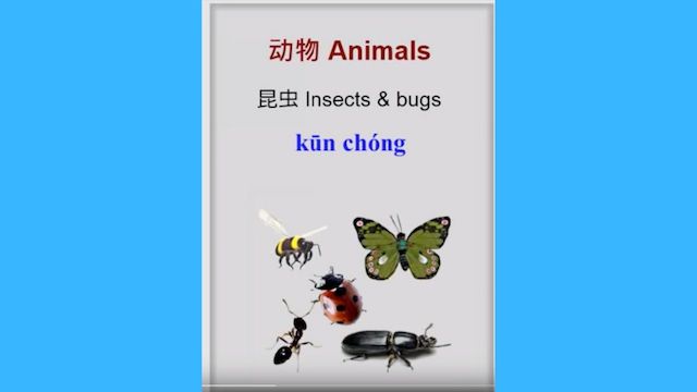 Insects Cover | MandarinMania.com